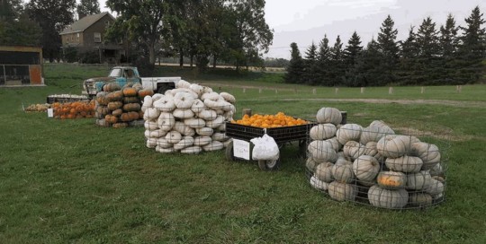 Gallery – Wing Farms